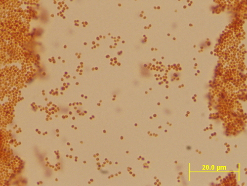 Pseudomonas koreensis · iNaturalist