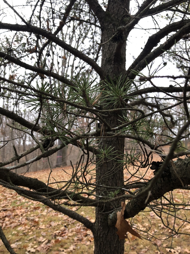 Jack pine from WVU Core Arboretum, Morgantown, WV, US on December 03 ...