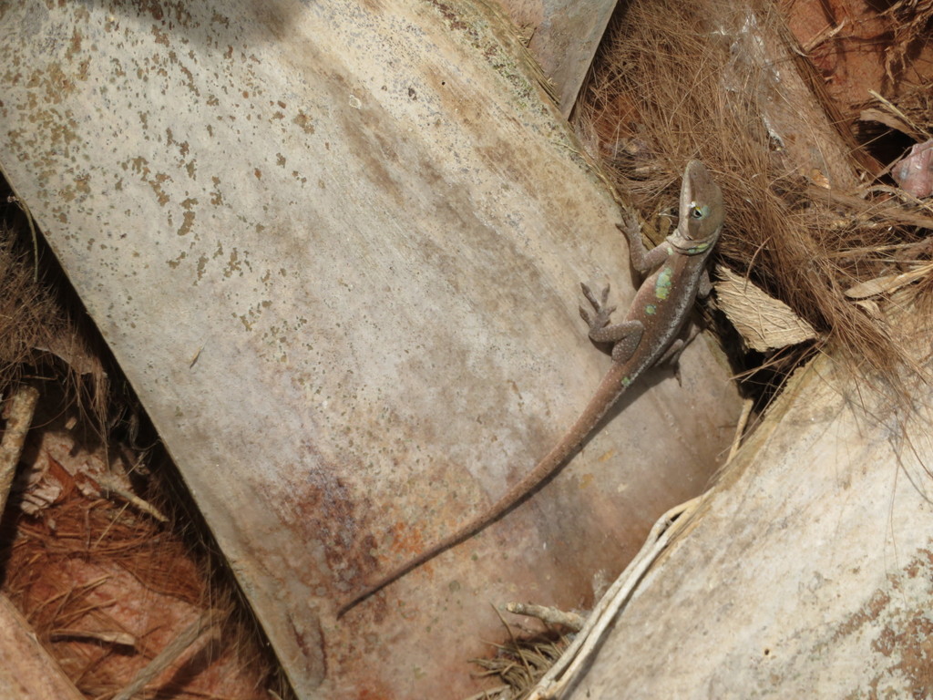 Green Anole from Hidalgo County, TX, USA on November 26, 2019 at 12:45 ...