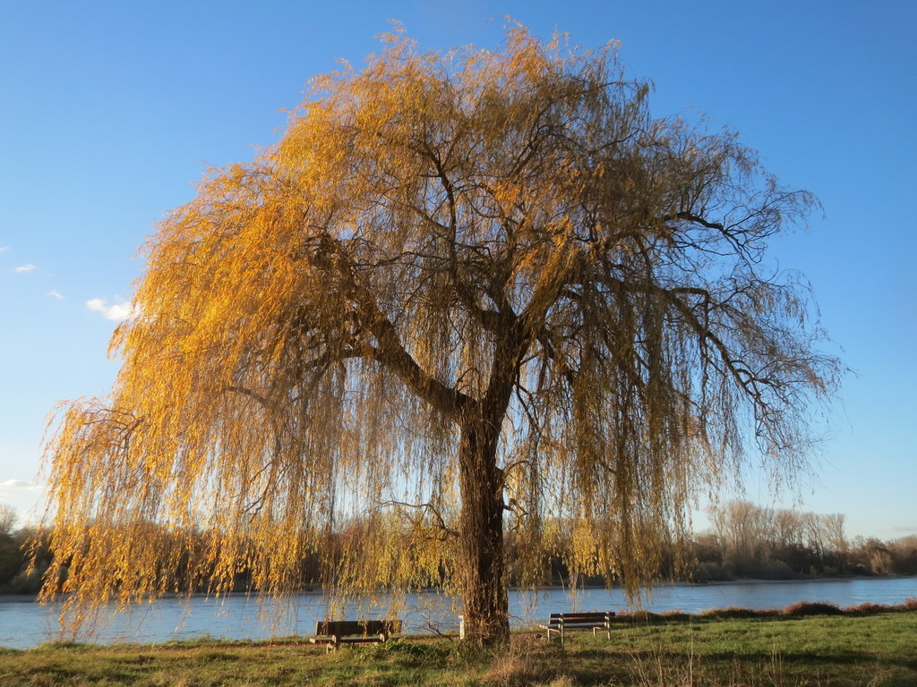 Willows (Niagara Parks Golf Common Species at Whirlpool Golf Course ...