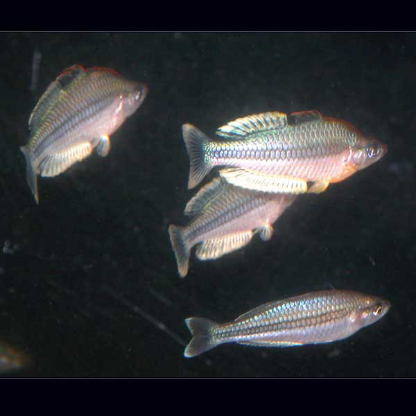 Pygmy Rainbowfish (Melanotaenia pygmaea) - Marine Life Identification