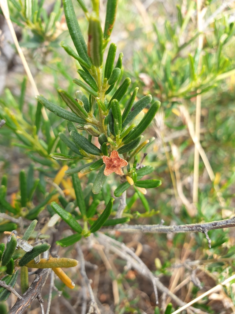 pale turpentine bush from Moana SA 5169, Australia on December 04, 2019 ...