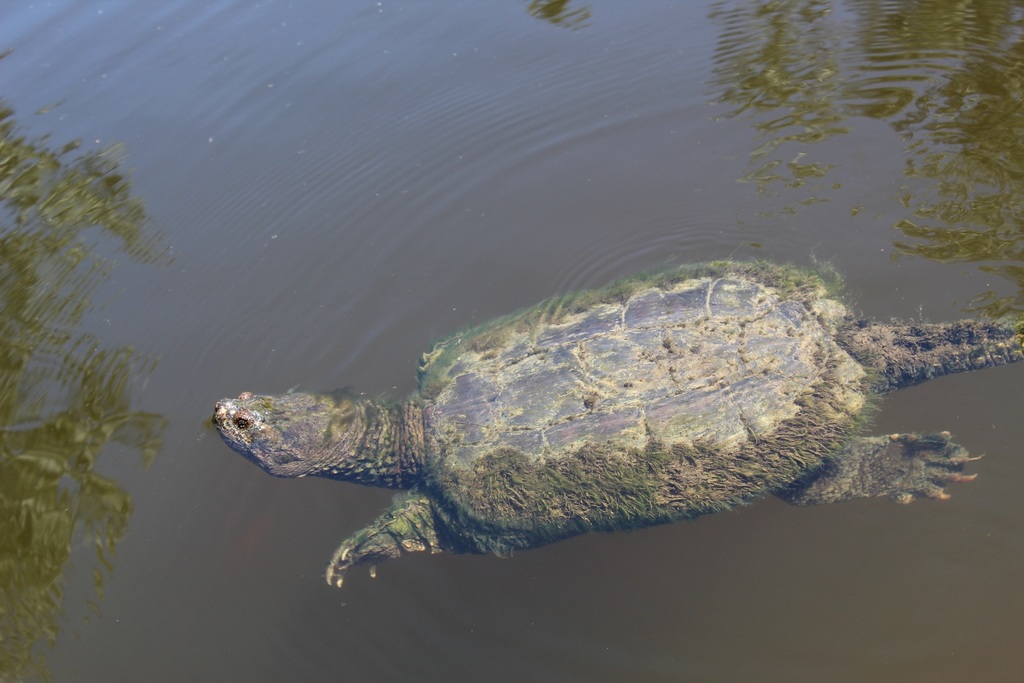 Common Snapping Turtle (Casa Tortuga) · iNaturalist