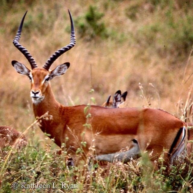 Common Impala from Nairobi National Park, Kenya on August 11, 1988 by ...