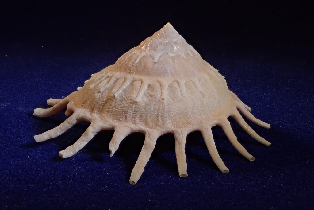 Sunburst Carrier Shell from Maqueda Bay, Philippines on January 1, 1977 ...