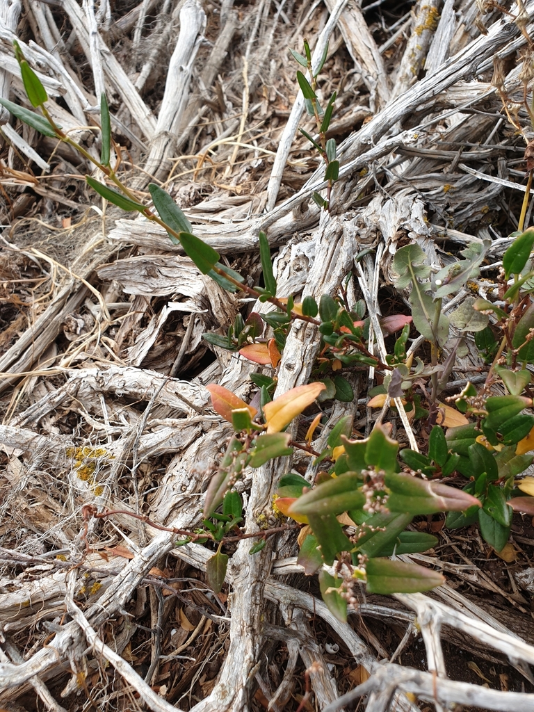 coastal lignum from Moana SA 5169, Australia on December 04, 2019 by ...