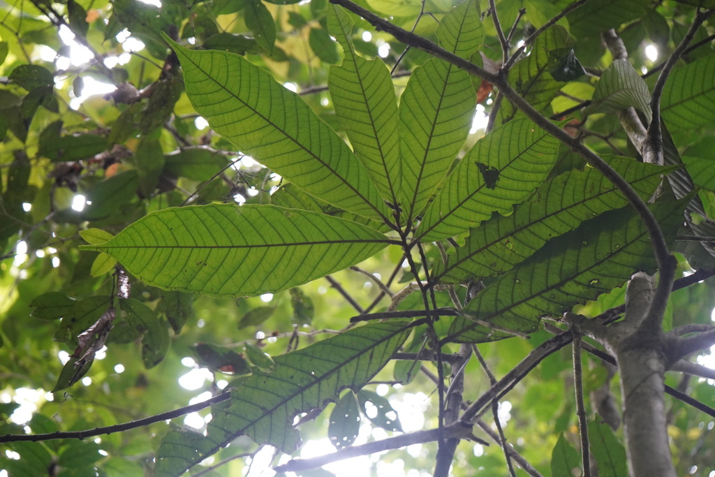 (Vatica sarawakensis) - Botanical Realm