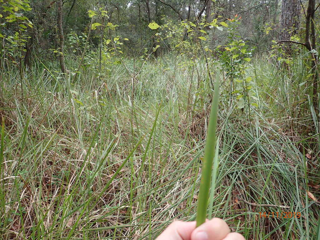 Cogon Grass from Levy, Florida, United States on November 14, 2019 at ...