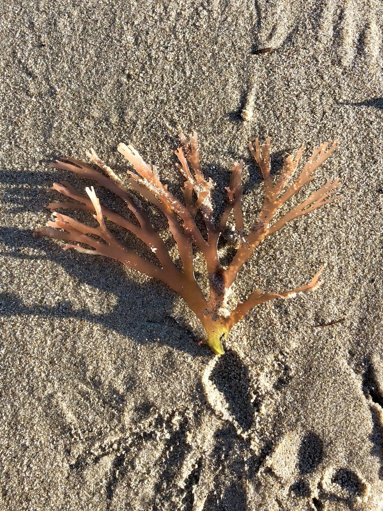red algae from Goleta Beach Park, Goleta, CA, US on November 08, 2019 ...