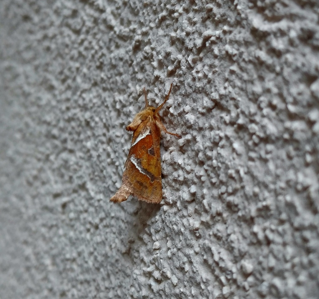 Orange Swift from Provincia di Lecco, Italia on September 22, 2025 at ...