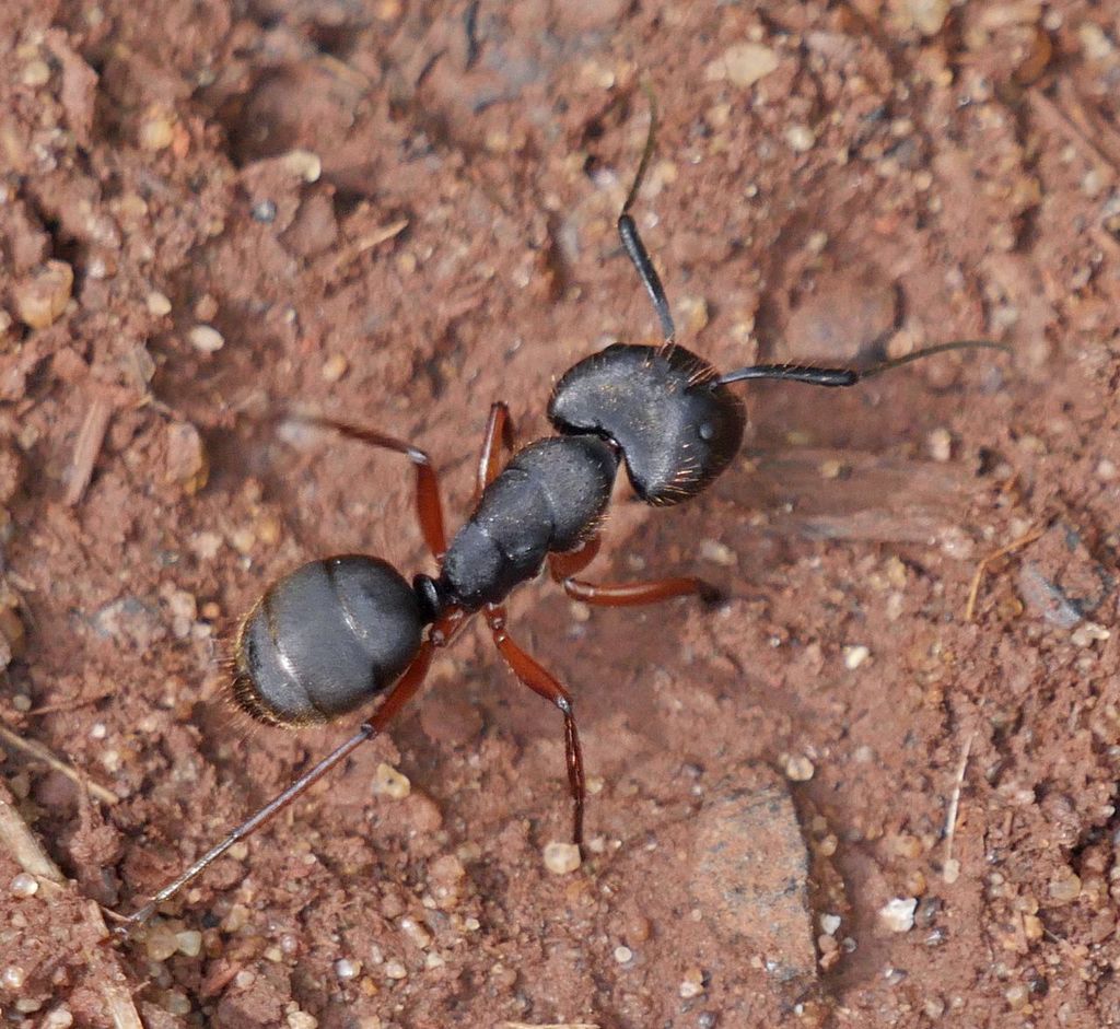 Camponotus rufipes from Puerto Iguazú, Misiones, Argentina on October ...
