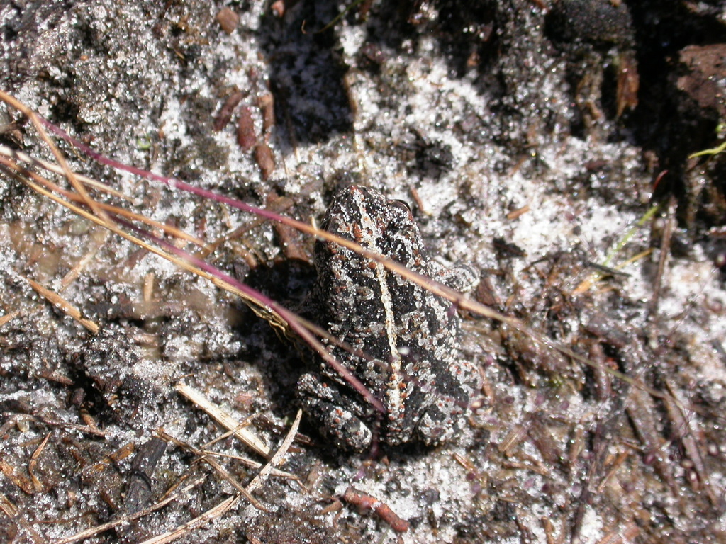 Oak Toad from Upper Tampa Bay Park, Tampa, FL, US on April 12, 2003 at ...