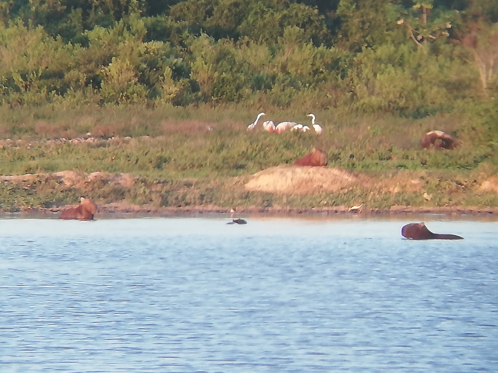 Birds from Hato Corozal, Casanare, Colombia on December 3, 2019 at 05: ...