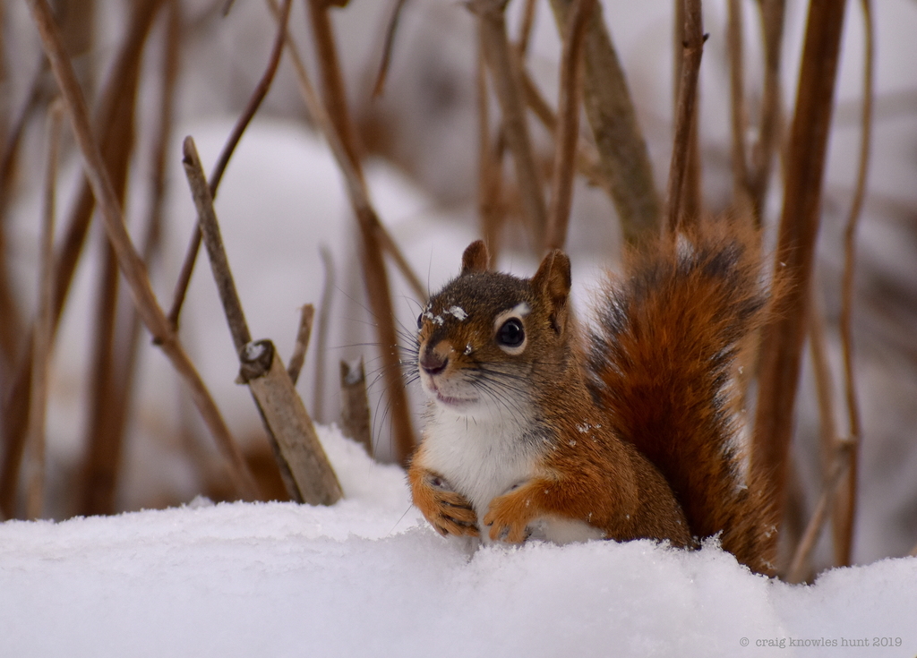 Pine Squirrels (Tamiasciurus) - Know Your Mammals