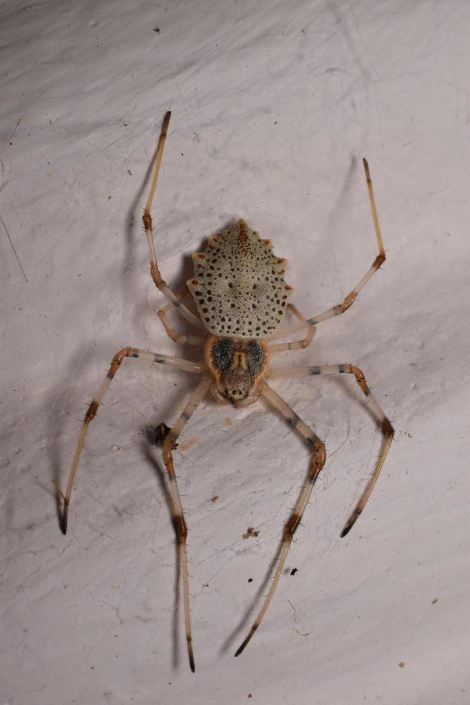 Ornamental Tree Trunk Spider from Kodagu, Karnataka, India on October ...