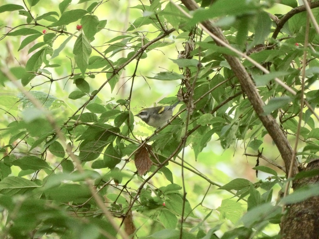 Golden-winged Warbler from Urbana, IL, USA on September 24, 2025 at 03: ...