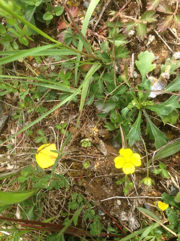 English cinquefoil from Kaimai-Mamaku Forest Park, New Zealand on ...