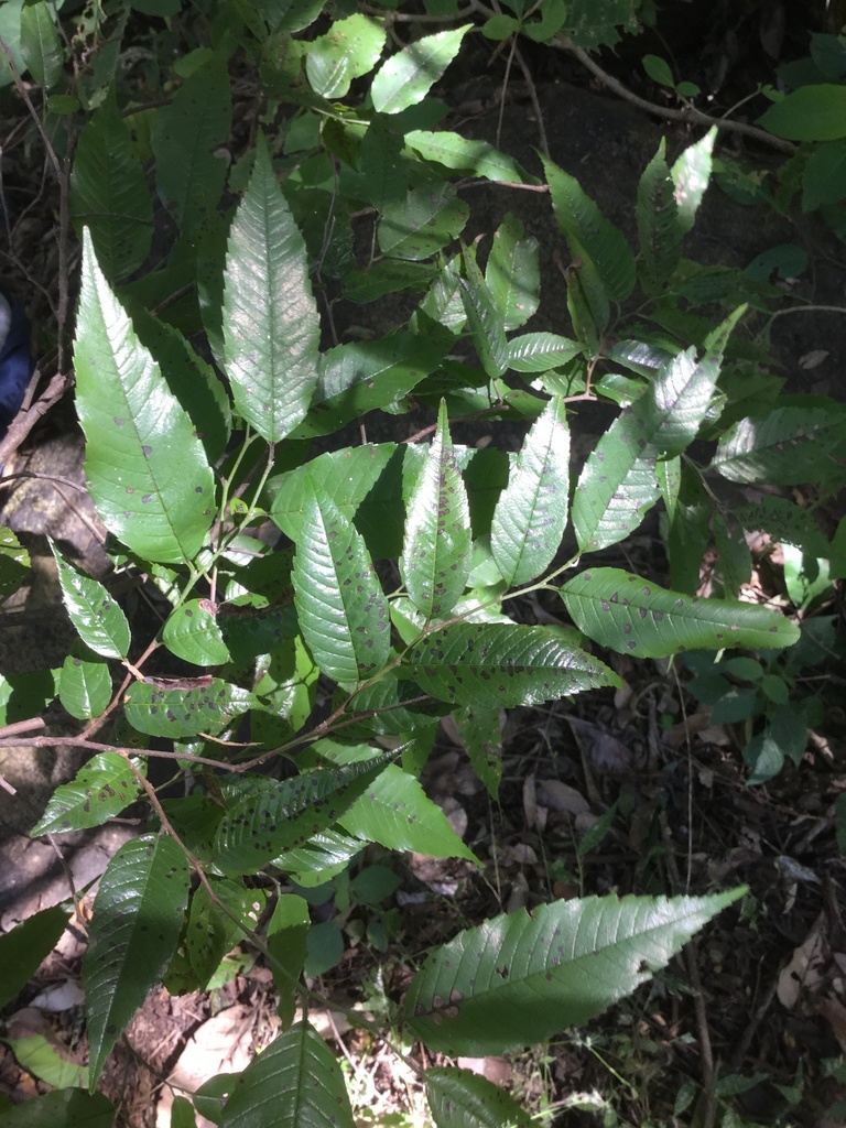 (Aphananthe monoica) - Botanical Realm