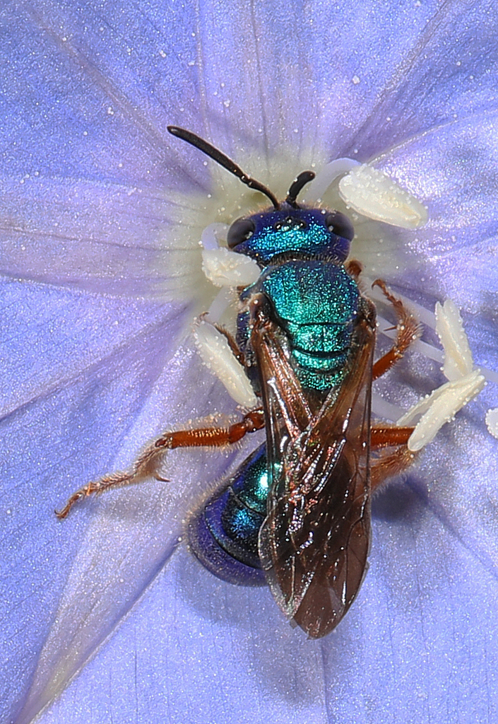 Pure Green Sweat bee from 102601 Overseas Hwy, Key Largo, FL 33037, USA ...