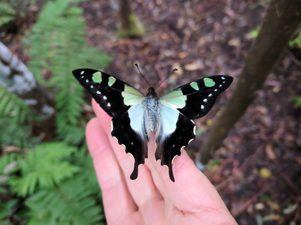 Macleay's Swallowtail from Loongana TAS 7315, Australia on December 4 ...