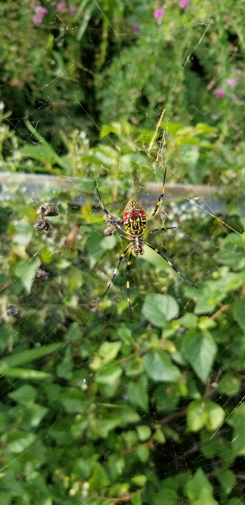 Joro Spider from Fujimi, Fujiyoshida, Yamanashi 403-0009, Japan on ...