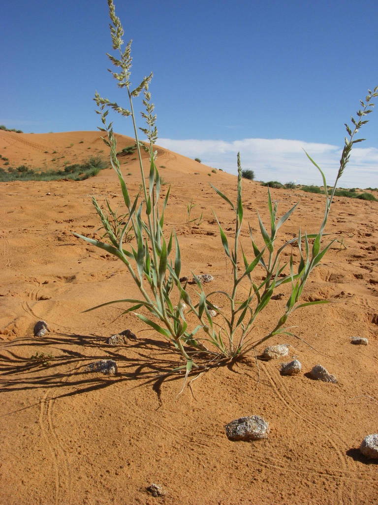 Kalahari Sour Grass (Grasses of Southern Africa) · iNaturalist