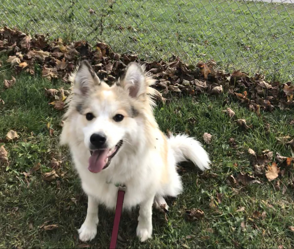 Domestic Dog from Beechwood, Waterloo, ON, Canada on October 12, 2019 ...