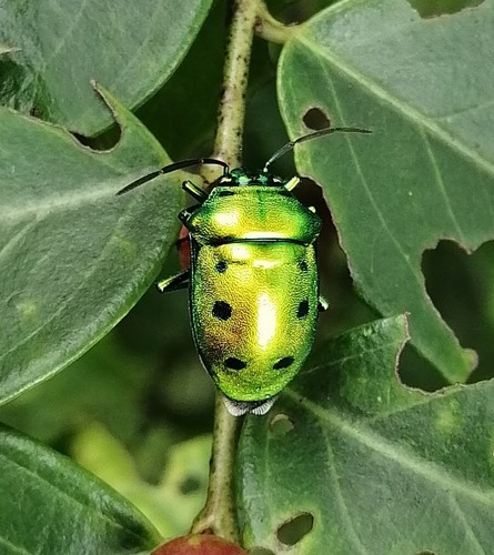 Chrysocoris simplex · iNaturalist
