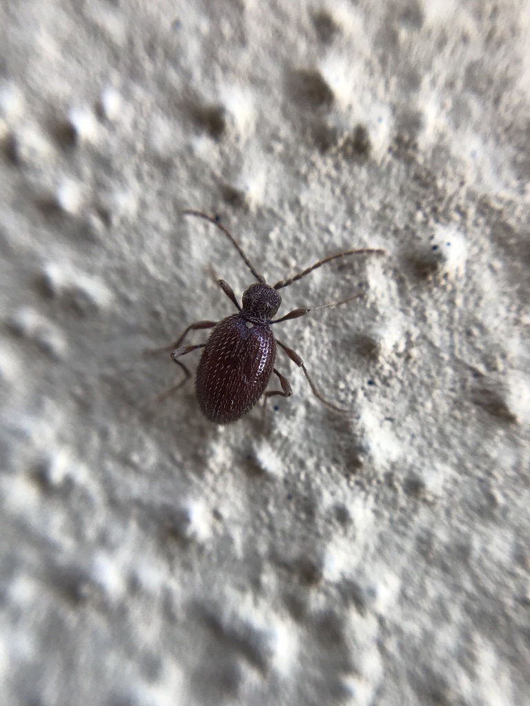 Brown Spider Beetle (Madeira Käfer) · iNaturalist