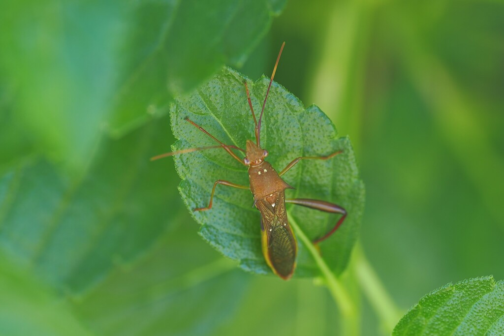 Hyalymenus longispinus from (west) Boynton Beach, FL, USA on August 23 ...