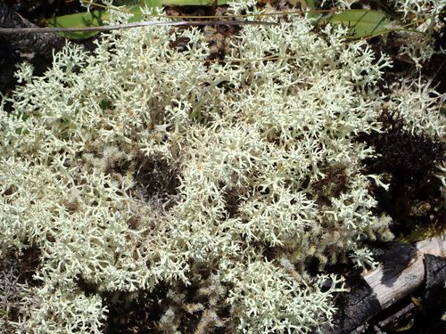High Altitude Lichens of s Africa · iNaturalist