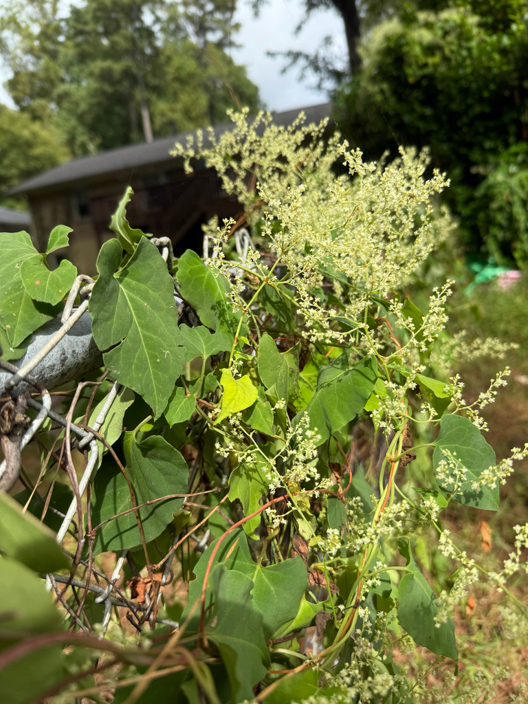tuber fleeceflower from N Superior Ave, Decatur, GA, US on September 30 ...