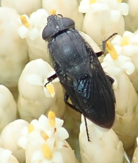 Cosmina from Kammanassie Nature Reserve East, South Cape DC, South ...
