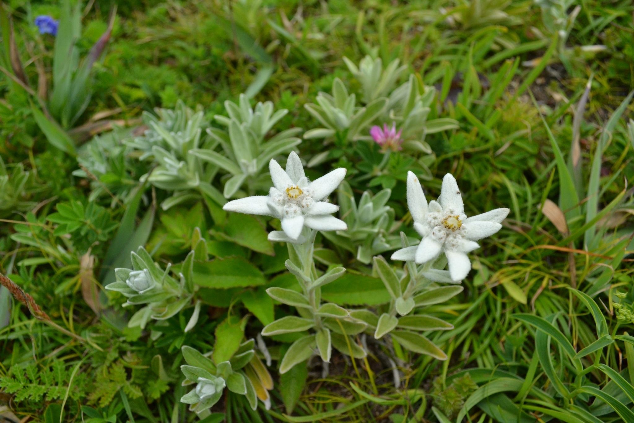 Leontopodium palibinianum Beauverd