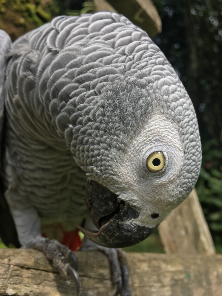Congo Grey Parrot in December 2019 by Mathias D'haen. Not captive but ...
