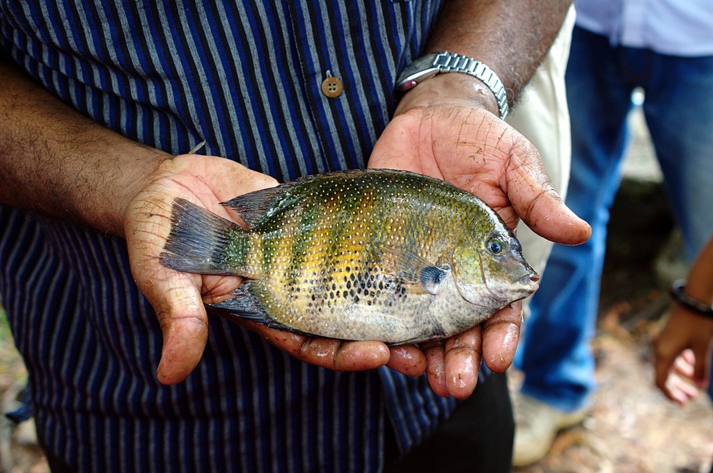 Green Chromide (Etroplus suratensis) - Marine Life Identification