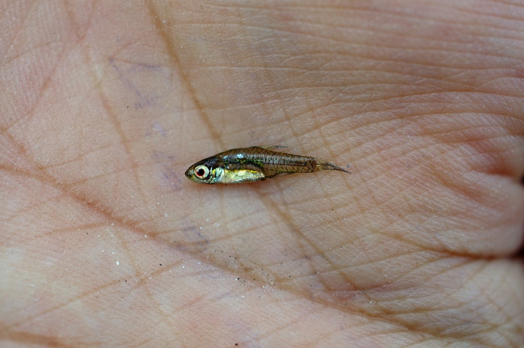 Dwarf Fire Rasbora (Horadandia brittani) - Marine Life Identification