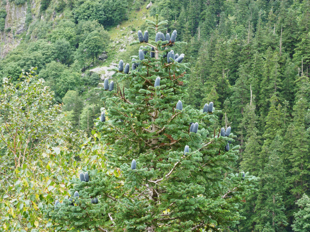 East Himalayan fir in September 2012 by Karthik · iNaturalist