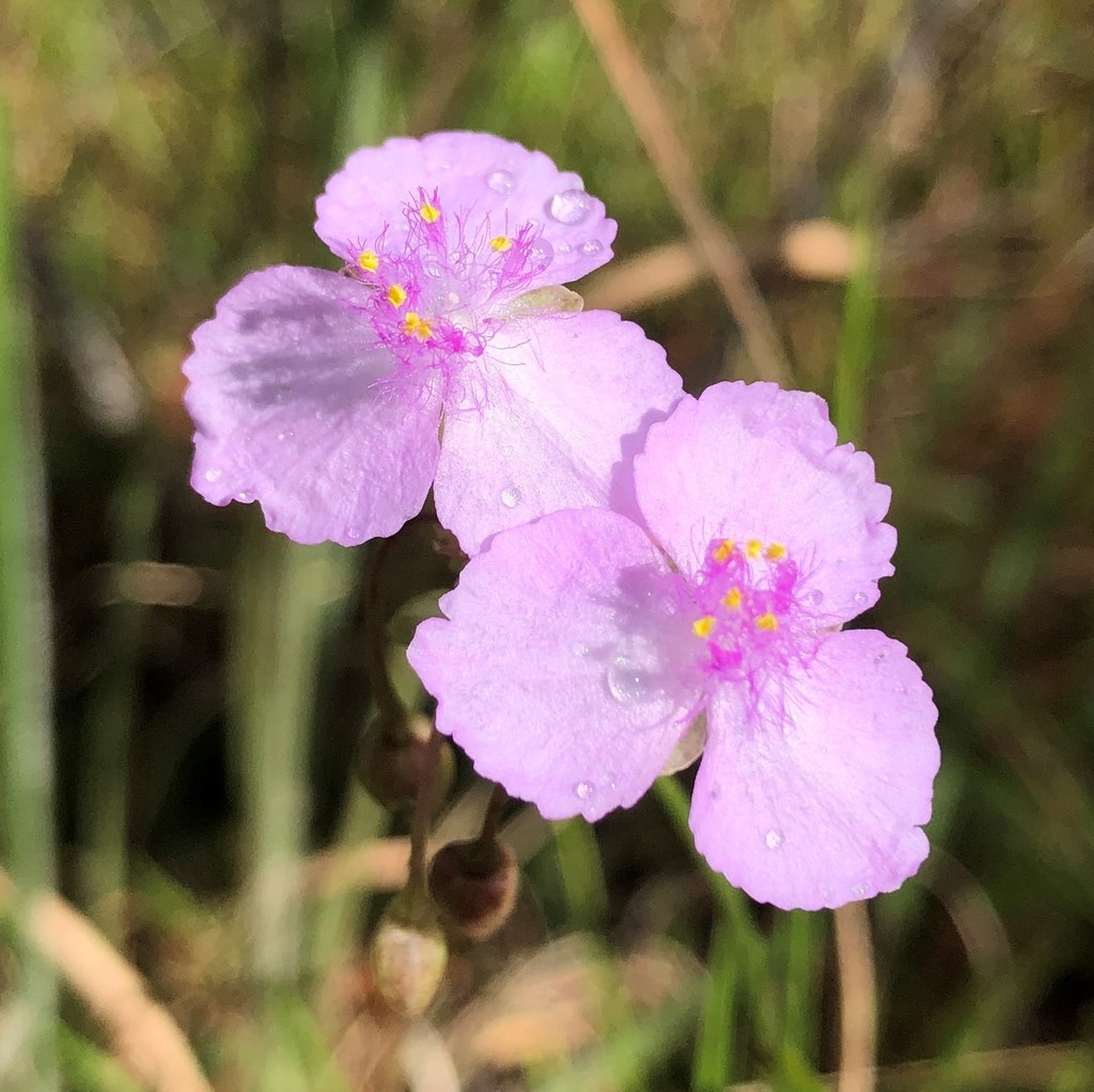 common roseling from St Johns County, FL, USA on August 17, 2019 at 09: ...