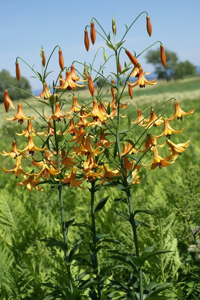 Canada lily from Cap-Tourmente, QC G0A 3X0, Canada on May 22, 2013 by ...