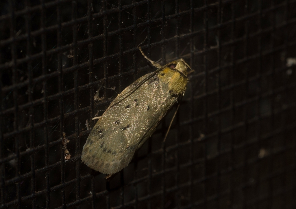 Philobota euchlora from Tamborine Mountain QLD 4272, Australia on ...