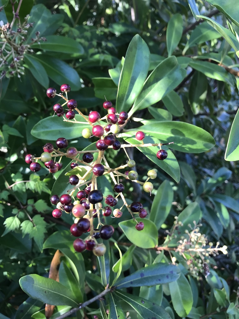 Marlberry from Sanctuary Rd, Naples, FL, US on December 4, 2019 at 09: ...