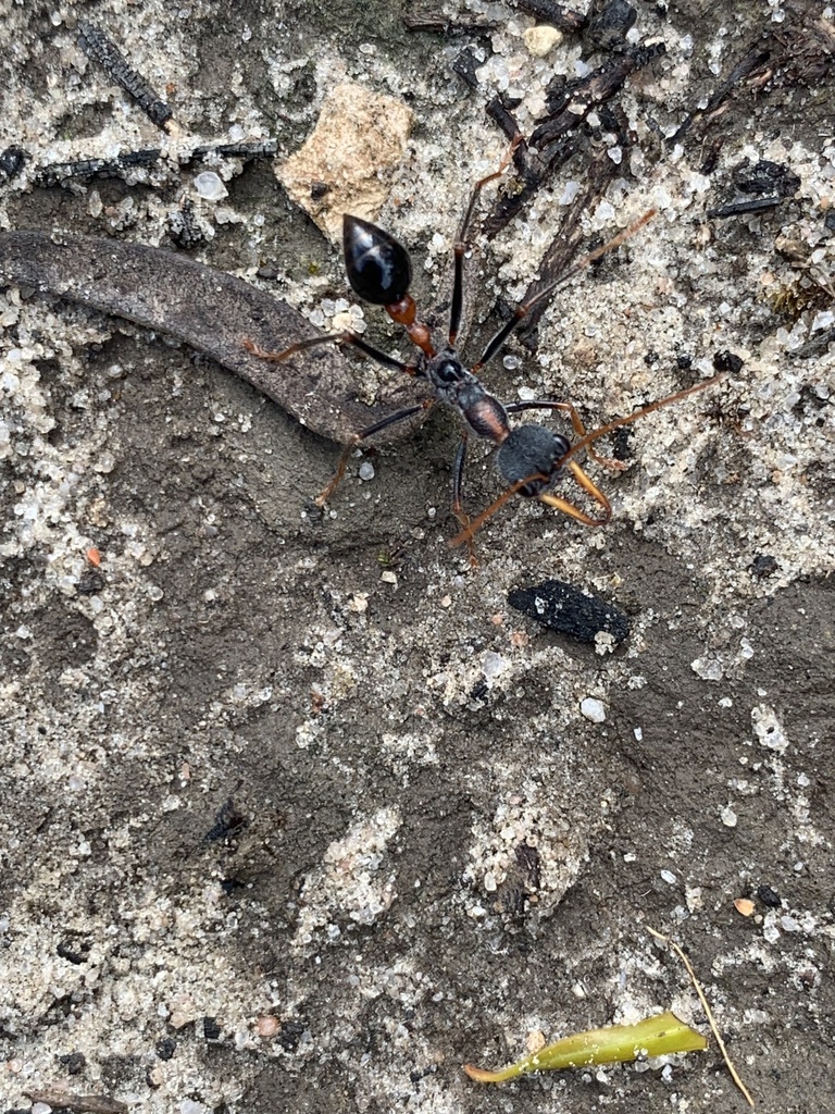 Myrmecia rufinodis in September 2025 by Cadel Johnson. Had a look in ...