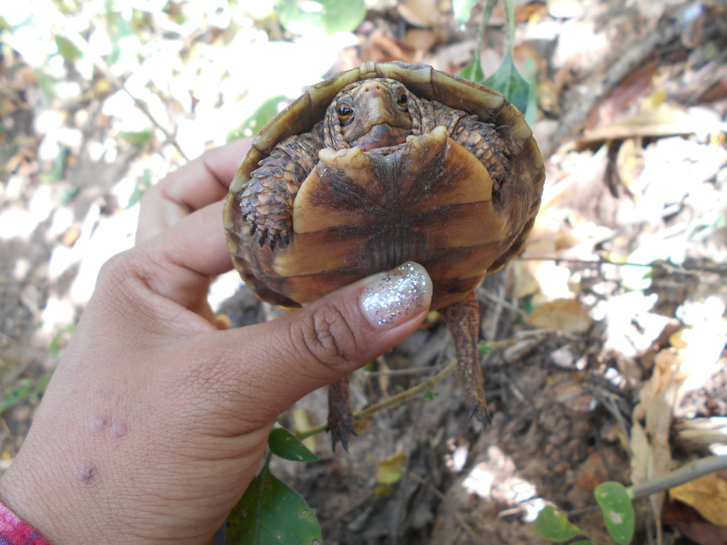 Oaxaca Wood Turtle from Cintalapa, Chis., México on November 22, 2019 ...