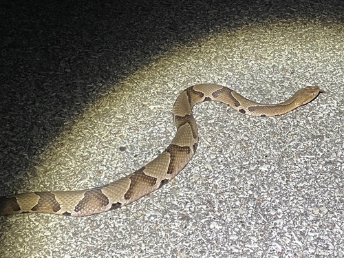 Eastern Copperhead (Agkistrodon contortrix) - Snakes and Lizards