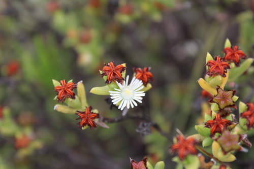 Ruschia complanata · Naturalista Costa Rica