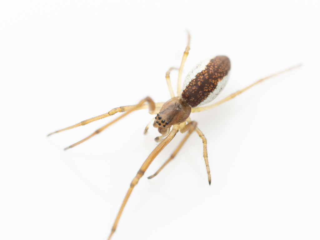 Tetragnatha from Alberni-Clayoquot, BC, Canada on September 25, 2025 at ...