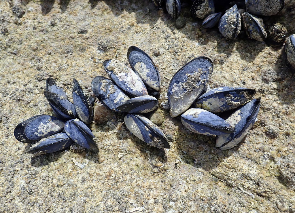 Tasmanian Blue Mussel from Spit Apple Bay (western Tasman Bay) on ...