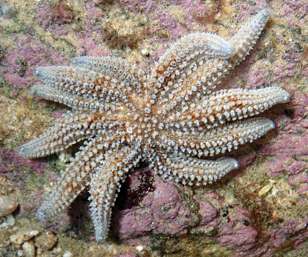 Eleven-armed Sea Star from Spit Apple Bay (western Tasman Bay) on ...