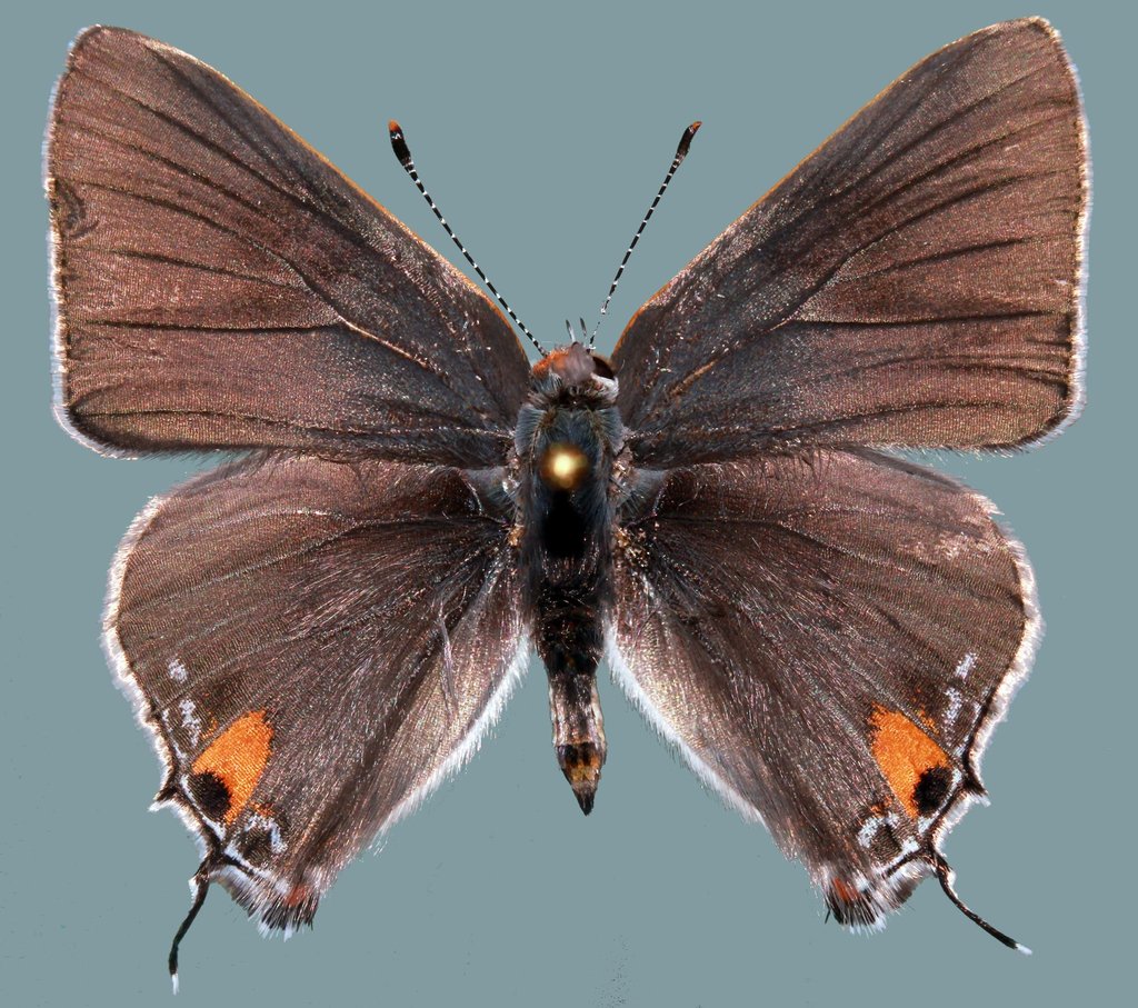 Gray Hairstreak (Colorado National Monument Butterfly Guide 🦋 ...